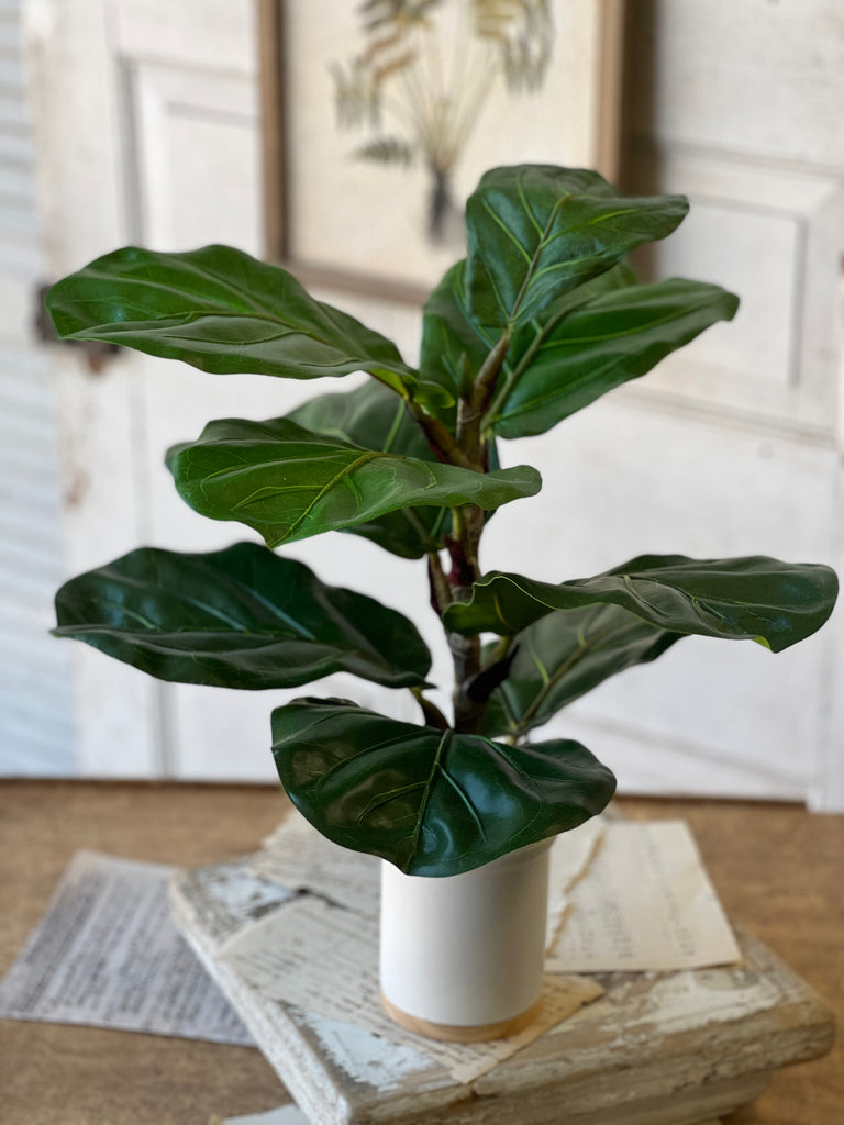 Potted Fiddle Leaf Fig | 23" | CLOSEOUT + SKID SPECIAL! From $3.00 ...