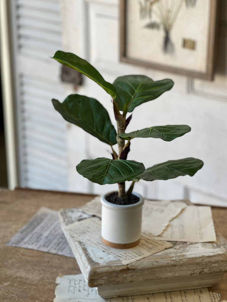 Potted Fiddle Leaf Fig | 15" | CLOSEOUT + SKID SPECIAL! From $2.00 ...